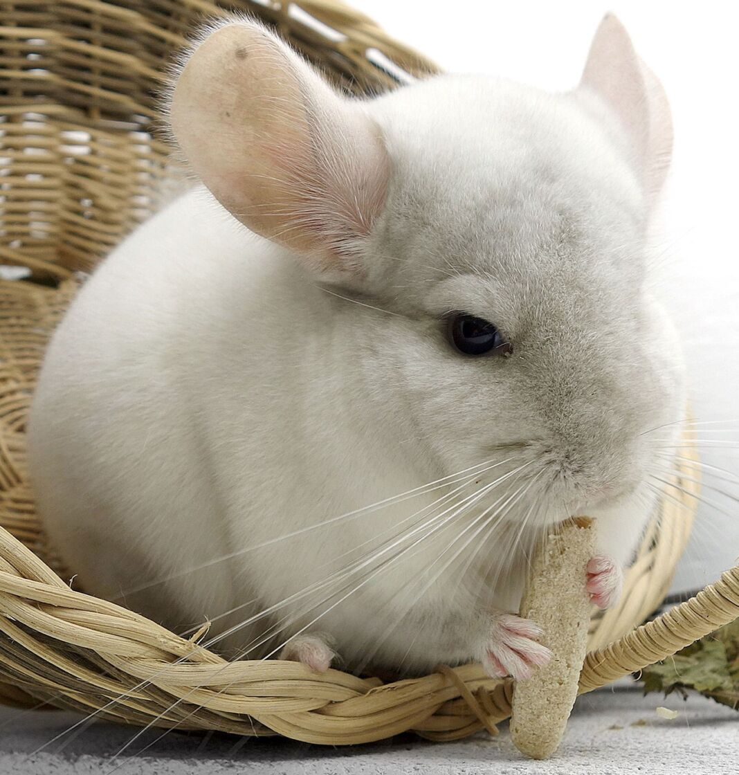 Il Cincillà - Animali Web