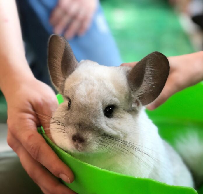 Il Cincillà - Animali Web