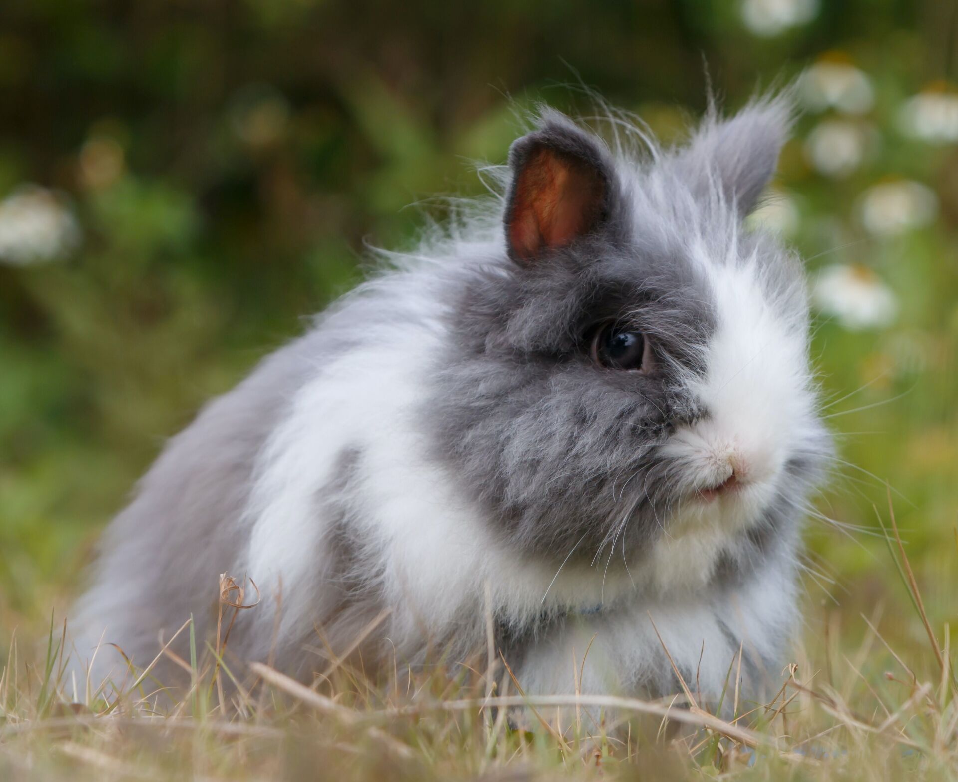 Il Coniglio - Animali Web