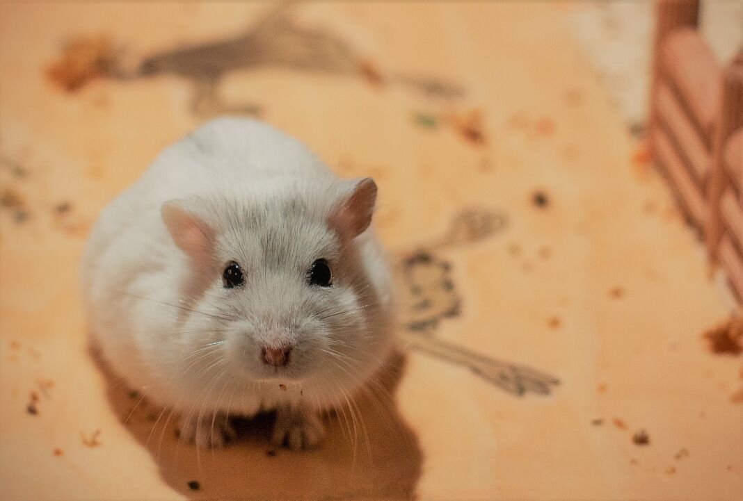 La Riproduzione dei Criceti Nani - Animali Web