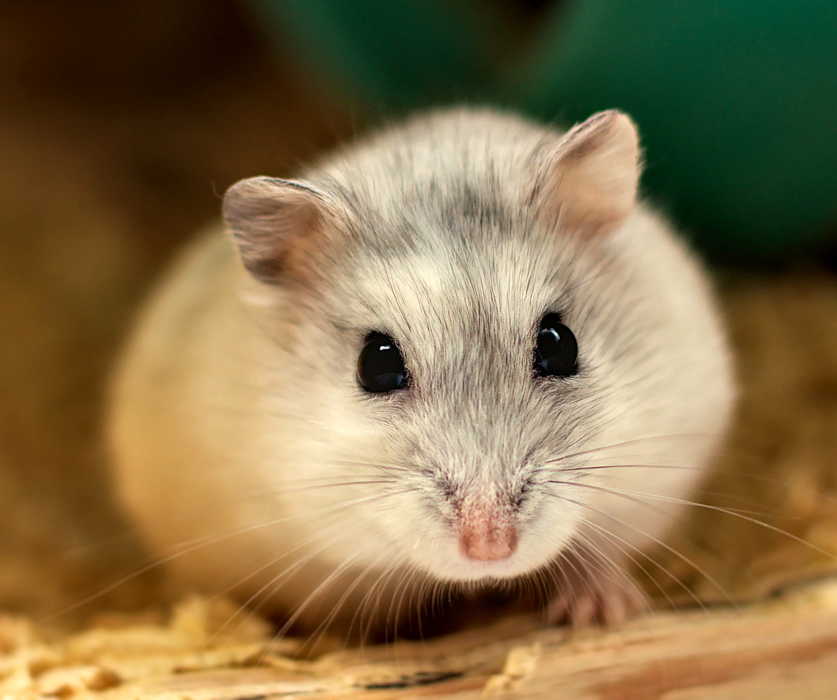 Criceto - Animali Web