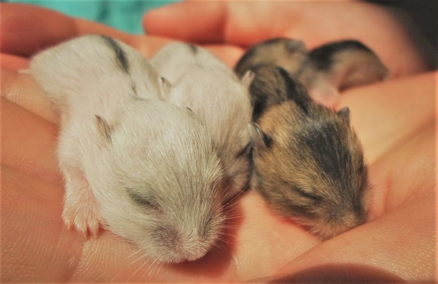 La Riproduzione dei Criceti Nani - Animali Web