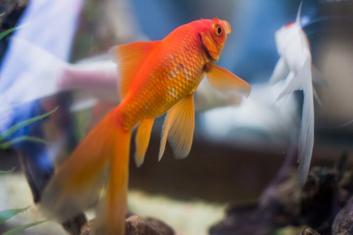 Pesce Rosso - Animali Web